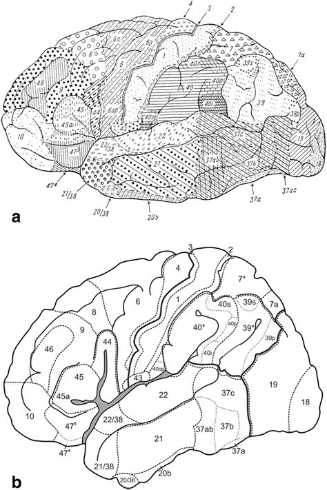 Lateral View Of The Cytoarchitectonic Map Of The Human Cerebral Cortex Download Scientific