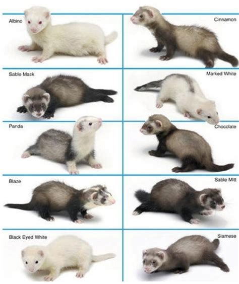The Ferrets Are All Different Colors And Sizes But There Is No Image