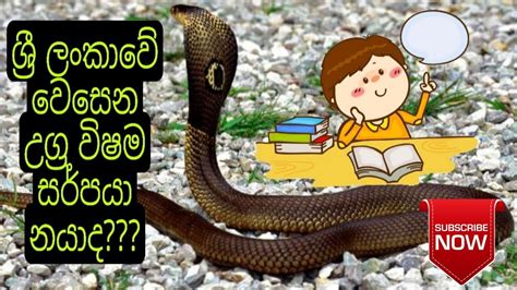 ශ්‍රී ලංකාවේ වෙසෙන උග්‍ර විෂම සර්පයා නයාද Youtube