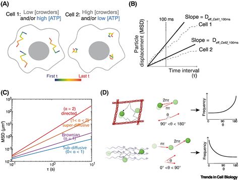 How It Feels In A Cell Trends In Cell Biology