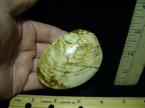 Fossil Clam “bivalve” 061820h The Stones And Bones Collection