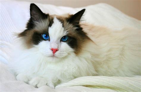 Порода Кошек Рэгдолл Фото Цена — Картинки фотографии