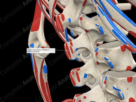 Origin Of Serratus Posterior Inferior Muscle Complete Anatomy