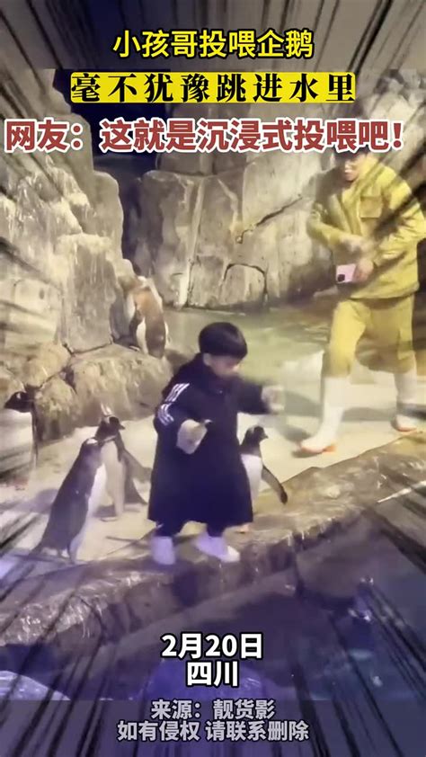 小孩哥沉浸式喂企鹅把自己也变企鹅啦