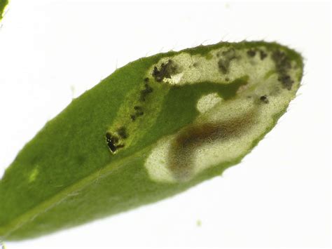 Mompha Miscella Somerset Moths