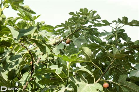 Uzbekistan Achieves Historical Record Of Fig Export — Daryo News
