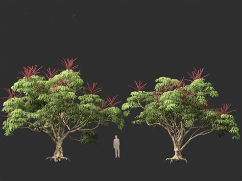 Schefflera Actinophylla Umbrella Tree Model Turbosquid 2132576
