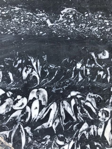 Limestone Full Of Fossils Scrolller