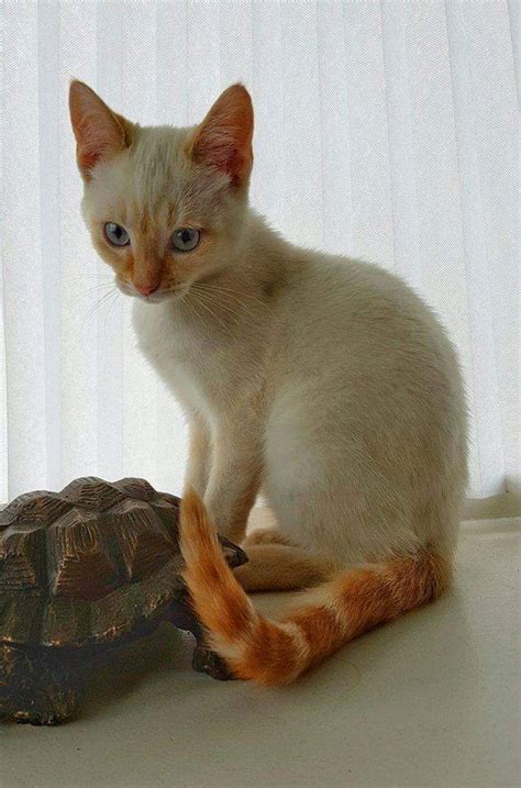 My Flame Point Siamese Cat Artofit