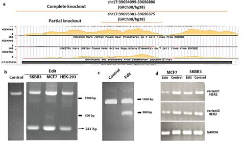 Functional Analysis Of A Putative Her2 Associated Expressed Enhancer Her2 Enhancer1 In Breast