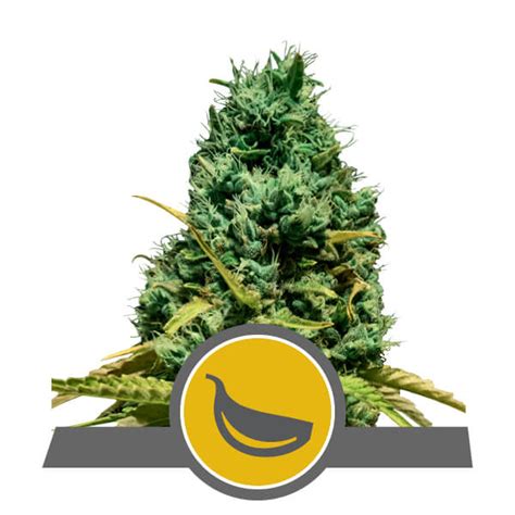 Buy Garlic Mist Regular Seeds By Royal Queen Seeds Intl Starseed Network