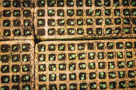 유기 야채 묘목 비료와 비옥한 토양에 성장 하는 식물 묘목 지구 온난화의 개념 0명에 대한 스톡 사진 및 기타 이미지 0명