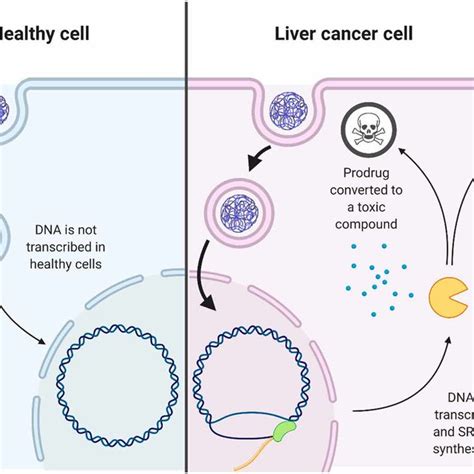Schema Describing A Tumor Targeted Theranostic Approach For The