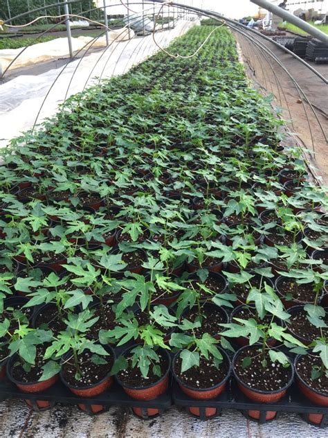 왜성파파야 묘목 왜성 파파야 재배법 왜성파파야 모종 파파야 모종 파파야 묘목 네이버 블로그