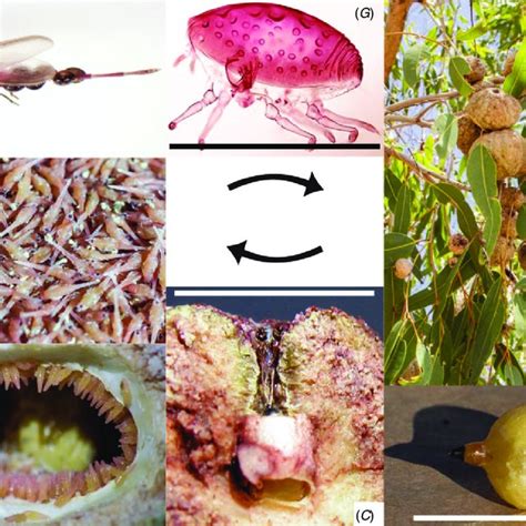 Cystococcus Pomiformis Froggatt Second Instar Male Scale Bar 03