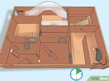 How To Train A Rat To Run A Maze Or Obstacle Course 10 Steps