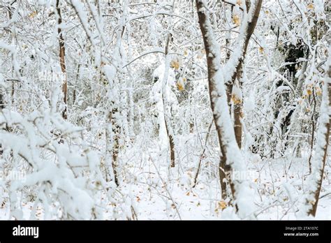 A Winter Scene In A Forest Featuring Snow Covered Ground Twigs And Branches Stock Photo Alamy