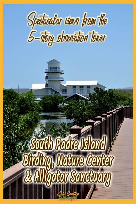 Alligators Find A New Home At South Padre Island Birding And Nature