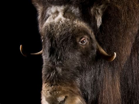 Musk Ox Calf
