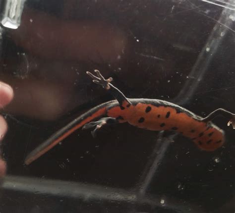 Is This A Female Newt Caudata Org Newts And Salamanders Portal