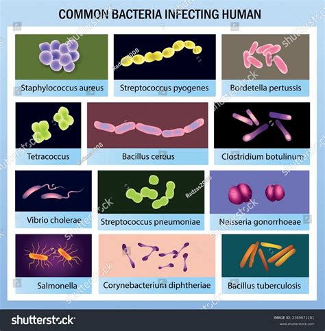 540 Classification Organisms Royalty Free Photos And Stock Images