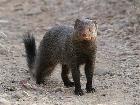 Weasel Vs Mongoose What Are Key Differences W Schools