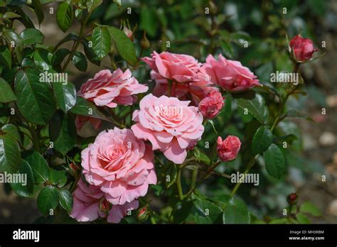 Rose Tickled Pink Stock Photo - Alamy