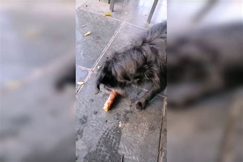 给傻狗带了牛肉棒 萌宠来袭 傻狗 来袭