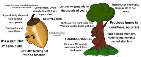 Oak Trees Do Not Produce Acorns Until They Are Fifty Years Of Age Or