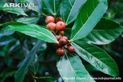 Ficus Ulmifolia Alchetron The Free Social Encyclopedia