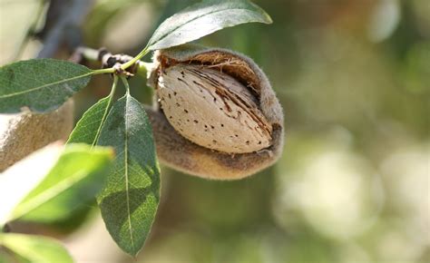 How Almond Growers Battle A Pesky Moth Without Pesticides Los Angeles