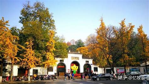 一个既有规模又有品质的千年古银杏图文展全国首现古枰忆君 知乎