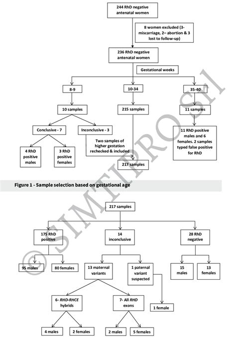 Results For Foetal Rhd Genotyping In 217 Samples Download Scientific Diagram