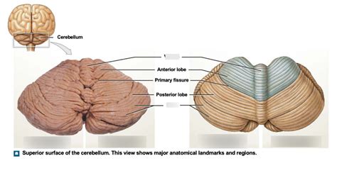 Cerebellum Anatomy Diagram Quizlet