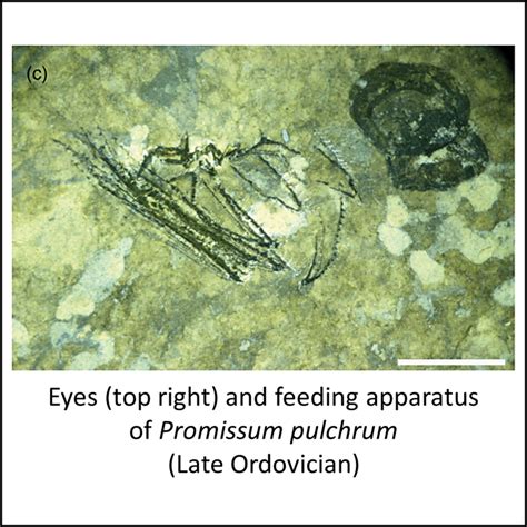Cyclostome Stem Group
