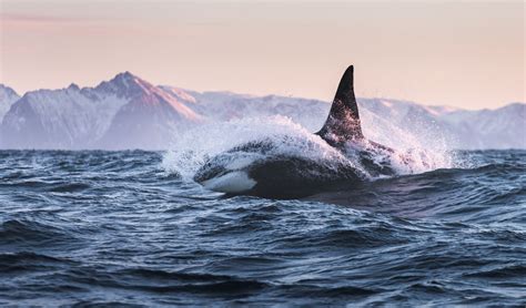Desktop Orcas Wallpapers Wallpaper Cave