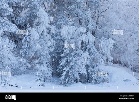 Trees Covered In Snow Stock Photo Alamy