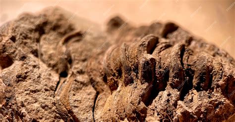 Free Photo A Close Up Of A Fossil On A Tree Trunk