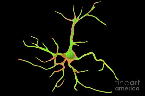 Astrocyte Nerve Cells Photograph By Kateryna Konscience Photo Library
