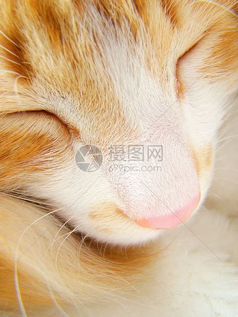 红色白猫毛皮宠物胡须睡眠尾巴白色动物高清图片下载 正版图片320355955 摄图网