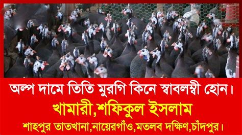 তিতি মুরগি কিনে স্বাবলম্বী হোন খামারী শফিকুল ইসলাম শাহপুর তাতখানা নায়েরগাঁও মতলব দক্ষিণ চাঁদপুর
