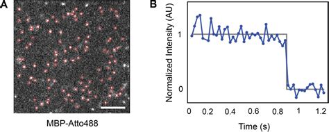 Figure 33 From Single Molecule Observations Of Receptor Ligand