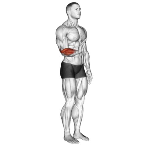 Wrist Roller Exercise Guide To Bulk Up Your Arms 2025