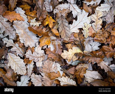 Beautiful Autumn Oak Leaves Hi Res Stock Photography And Images Alamy