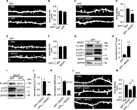 Figures And Data In App β Ctf Triggers Cell Autonomous Synaptic