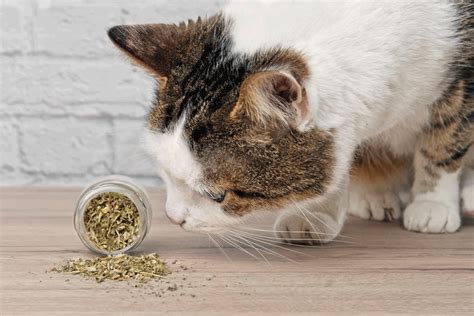 Does Catnip Expire And How Long Does It Last
