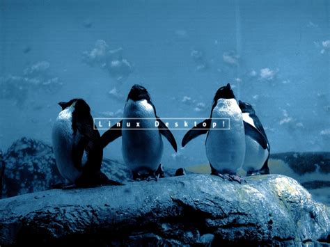 Linux Penguin Wallpapers 4k Hd Linux Penguin Backgrounds On Wallpaperbat