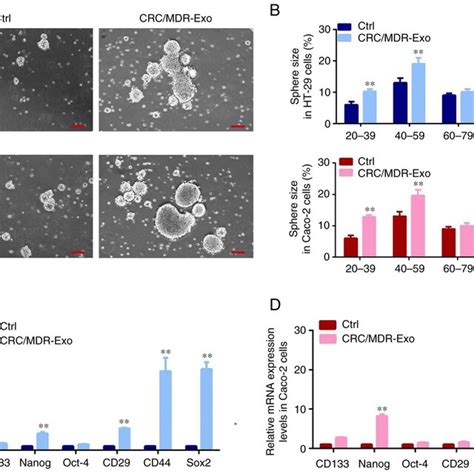 Exosomes Derived From Crcmdr Cells Increase The Population Of