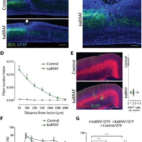 Conditional Braf Activation Promotes Axon Regeneration And Functional Download Scientific