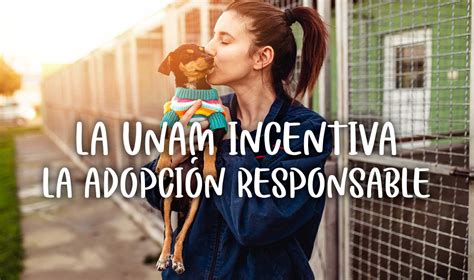 Unam Soluciones Al Abandono De Perros Y Gatos En México Unam Global